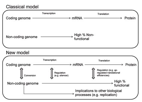 Interactions Between Coding And Non Coding Genome Download