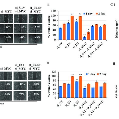 Partial Loss Of Myc Reverses Increased Cell Migration Following Loss Of Download Scientific