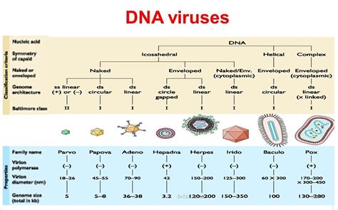 What Is A Virus Genome At Paul Maxwell Blog