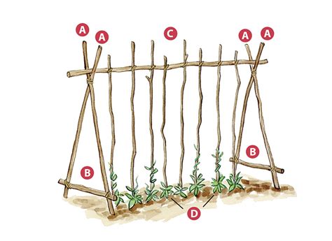 Vegetable Gardening For Beginners The Basics Of Planting Diy Vegetable Garden Trellis
