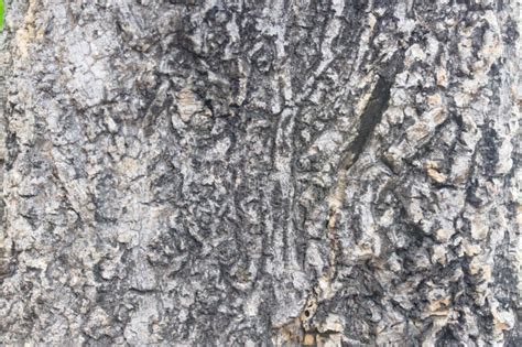 Background Texture Tree Trunk Stock Photo Image Of Branch Rock