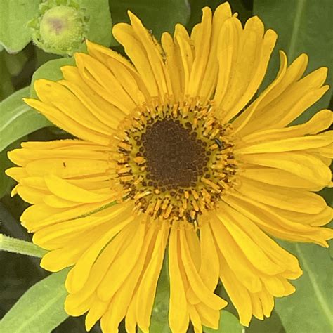 Helenium ‘the Bishop Harley Nursery