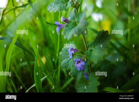 Purple Dead Nettle Lamium Purpureum Detail Of Flower Head With Hairs