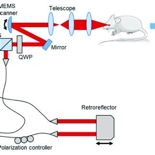 Crystalline Lens Imaging With OCT A Illustration Of The Mouse Eye B Download Scientific
