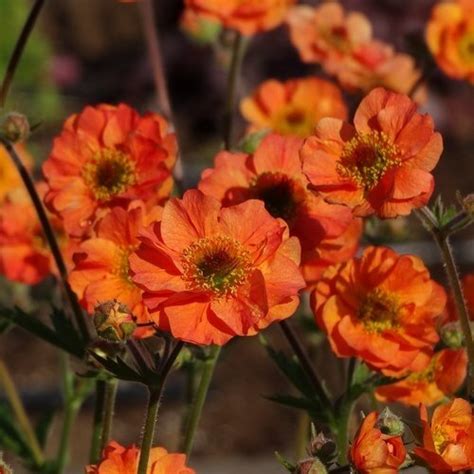 Geum Totally Tangerine 2 Litre Stewarts Garden Centre