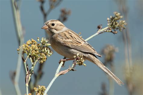 Clay Colored Sparrow Audubon Field Guide