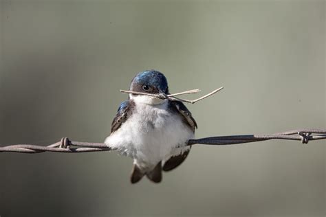 Tree Swallow With Nesting Material Montana Tree Swallows Melissa Groo