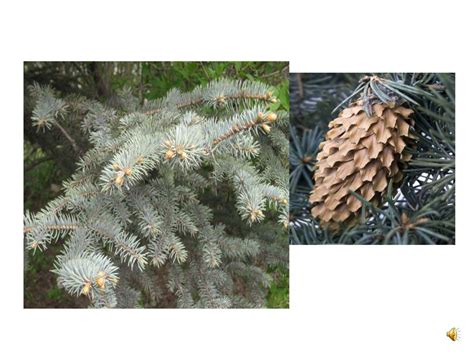 Хвойные деревья презентация онлайн