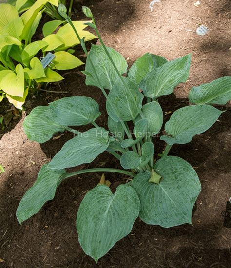 P00 Hosta 'Blue Hawaii' from The Hosta Helper - Presented by ...