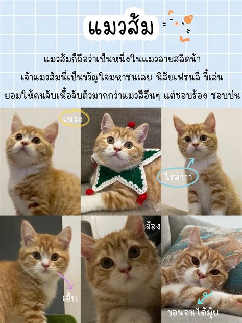 โพสต์ยอดนิยมล่าสุดเกี่ยวกับ เลี้ยงแมว｜lemon8