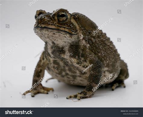 Female Asian Common Toad Duttaphrynus Melanostictus Stock Photo Shutterstock