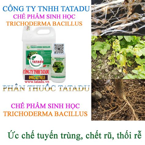 Trichoderma Bacillus ChẾ PhẨm Sinh HỌc Hlc Ức ChẾ NẤm Vi KhuẨn TuyẾn TrÙng