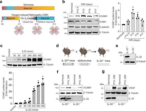 Nikhlesh Singh On Linkedin Vascular Cell Adhesion Molecule 1 Vcam 1 Regulates Junb Mediated…