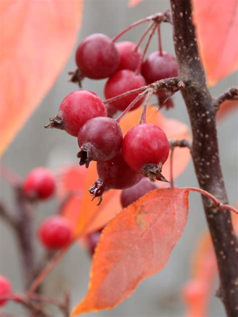 Raspberry Spear® Crabapple J Frank Schmidt And Son Co