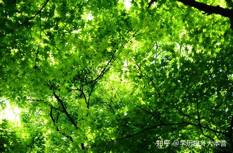 毕业证与学位证的区别 知乎