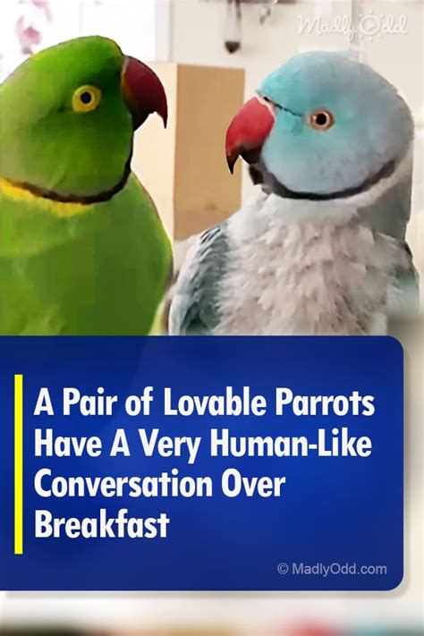 A Pair Of Affectionate Parrots Have A Very Human Like Conversation Over