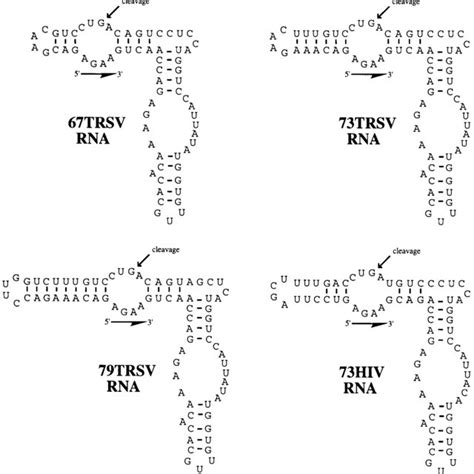 Scheme For Rolling Circle Transcription Of Circular Dnas Encoding