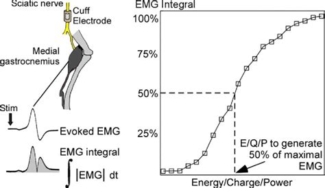 Figure 2 From Efficiency Analysis Of Waveform Shape For Electrical Excitation Of Nerve Fibers