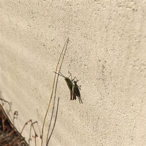 Grasshopper Bug Summer Free Photo On Pixabay Pixabay