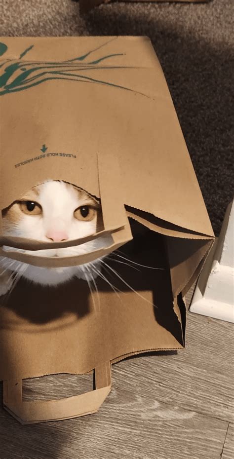 Apex Predator Behaviour Roneorangebraincell