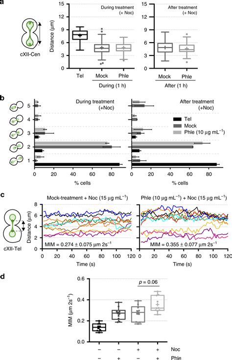 Microtubule Depolymerization Masks The Effects Of Dsbs On Sister Loci