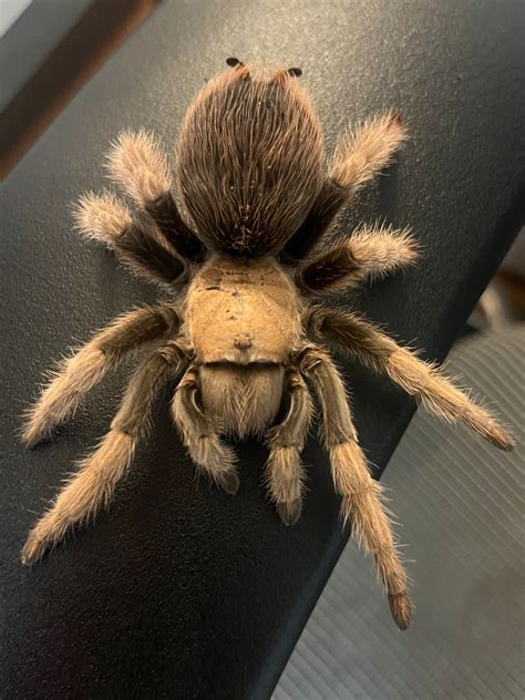 【極美個体】アリゾナブロンドタランチュラ♀ 体長5cm程 ムカデセンチピードサソリヤスデミリ学名 Aphonopelma Chalcodes