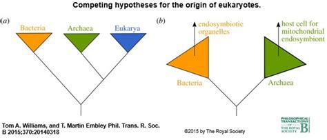 Sandwalk The Origin Of Eukaryotes And The Ring Of Life