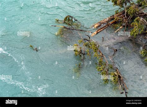 Tree Branches And Snags Caught In The Water At Marble Canyon In British Columbia Canada Stock