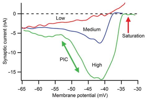 Persistent Inward Currents In Spinal Motoneurons And Their Influence On Human Motoneuron Firing