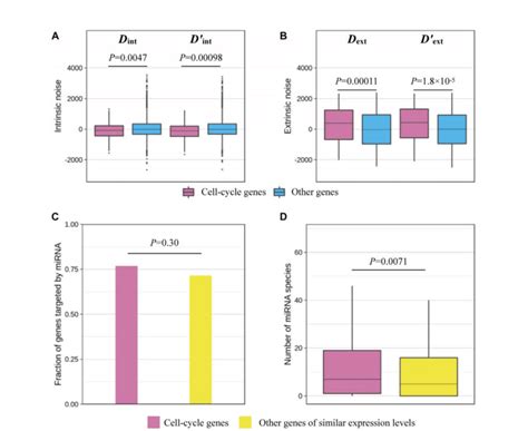 Cell Cycle Genes Have Lower Intrinsic Noise But Higher Extrinsic Noise