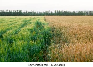 Rye Wheat Growing Side By Side Stock Photo 1356200198 Shutterstock
