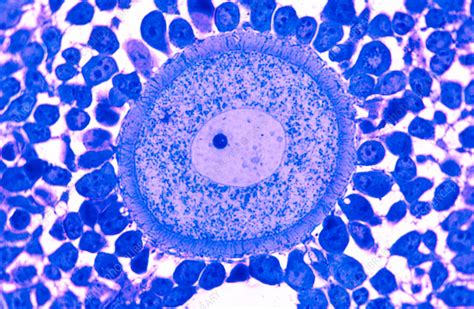Oocyte Light Micrograph Stock Image C0620312 Science Photo Library