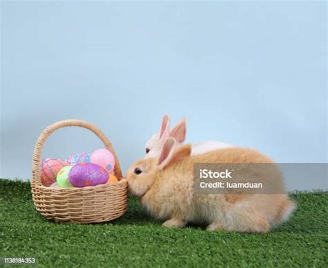 파란색 배경에 나무 바구니에 그려진 달걀과 부활절 토끼 토끼 흰색 부활절 휴일 개념입니다 계절에 대한 스톡 사진 및 기타 이미지 Istock