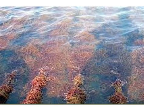 Algae 02 Plant Kingdom Pdf