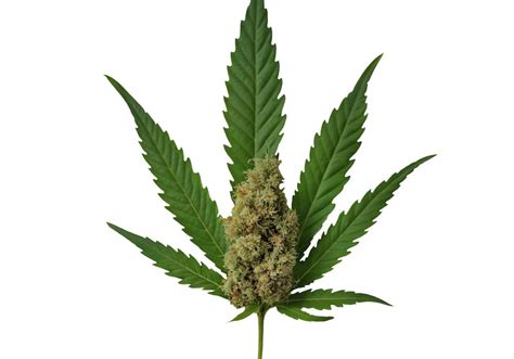 Marihuana índica Efectos Cultivo Y Características únicas Tricoma
