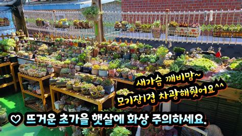 차광 벗겻다가 ~♥ 살짝꿍~ 화상입었네요모기장1겹차광~다시설치 옥상다육차광가을화상 Youtube