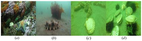 sensors free full text an improved yolov5 based underwater object