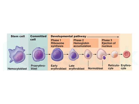 Solved Hemoglobin Appears In Which Stage Of Erythropoiesis