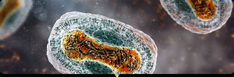 Smallpox Cell