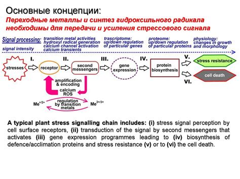 Рост и развитие растений. Основные фитогормоны. Тропизмы и их механизмы ...