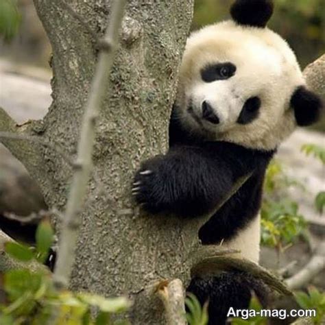 مجموعه عکس پاندا های بامزه و دوست داشتنی
