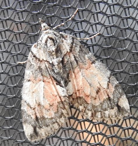 Shattered Hydriomena Moth From Thunder Bay Ontario Canada On July 3