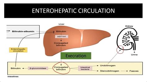 Bilirubin Metabolism In Neonates Enterohepatic Circulation Bilirubin Production Youtube