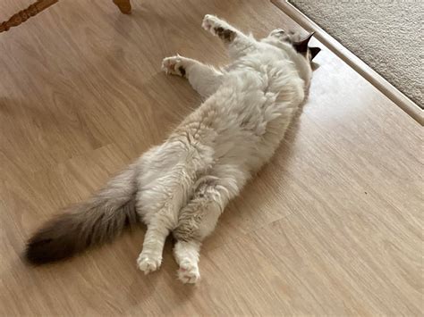 Have A Compilation Of Cecil Layingsleeping In Funny Positions R