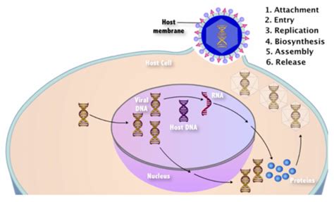 Module 4 Flashcards Quizlet