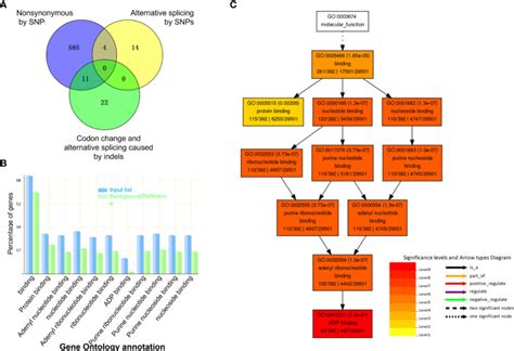Genetic Dissection Of The Soybean Dwarf Mutant Dm With Integrated Genomic Transcriptomic And