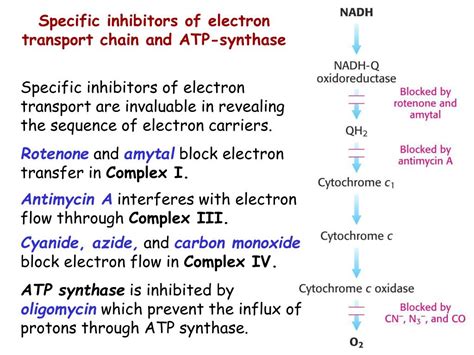 Ppt A Proton Gradient Powers The Synthesis Of Atp Powerpoint Presentation Id3640125 Ppt A Proton Gradient Powers The Synthesis Of Atp Powerpoint Presentation Id3640125