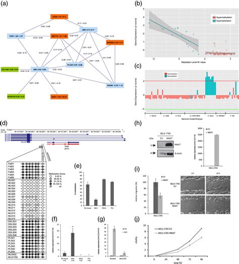 Functional Validation Of Neuronatin Nnat A Gene Network Through