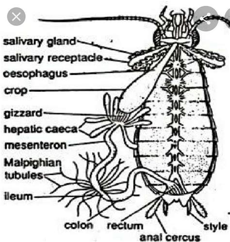 Cockroach Digestive System