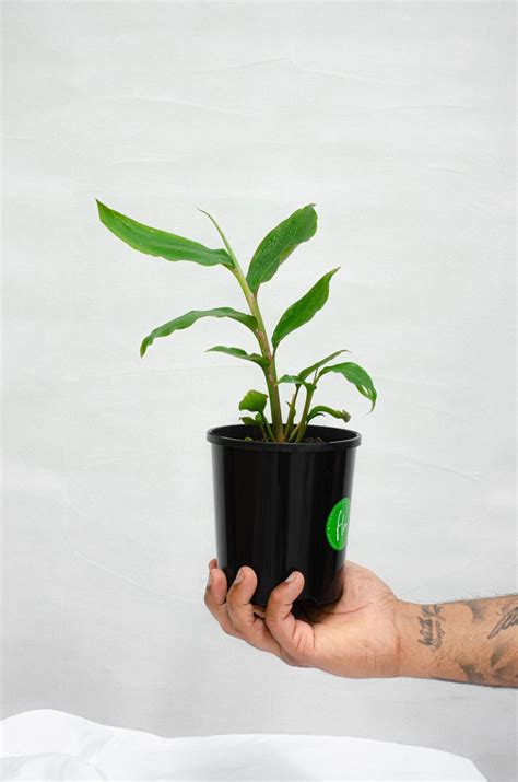 Product Name Finger Limes Melbourne